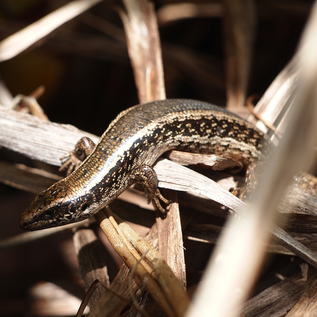 Northern Spotted Skink in December 2018 by Paddy Kemner · iNaturalist