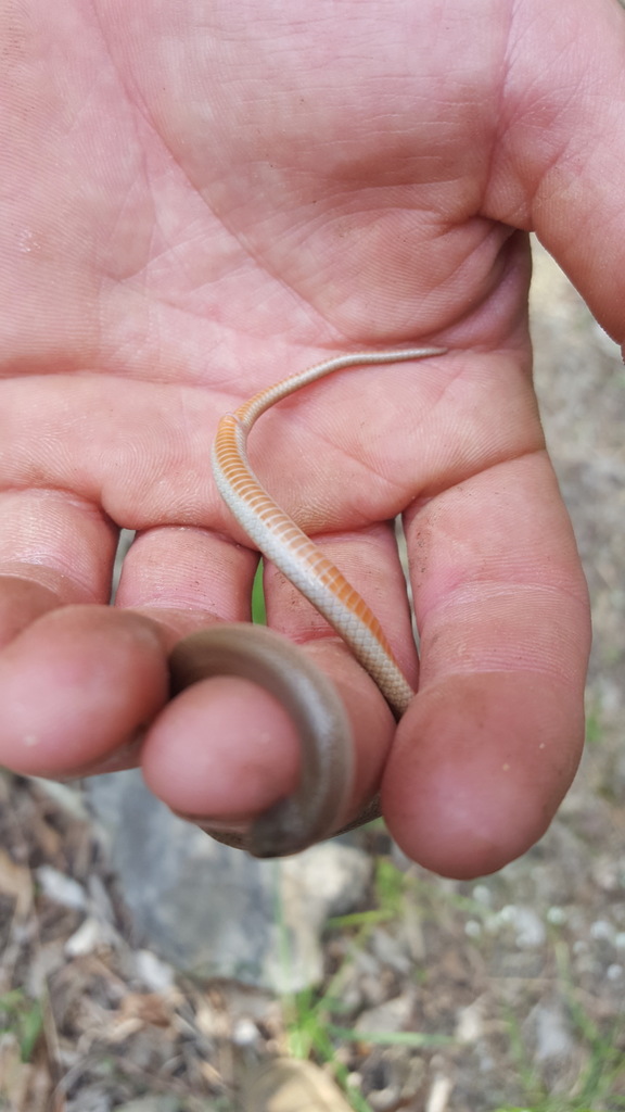 Flat-headed Snake from Marion County, AR, USA on April 27, 2019 at 05: ...