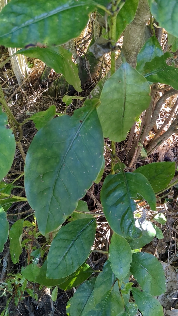 Kanono from Wellington on April 28, 2024 at 11:11 AM by Adam ...