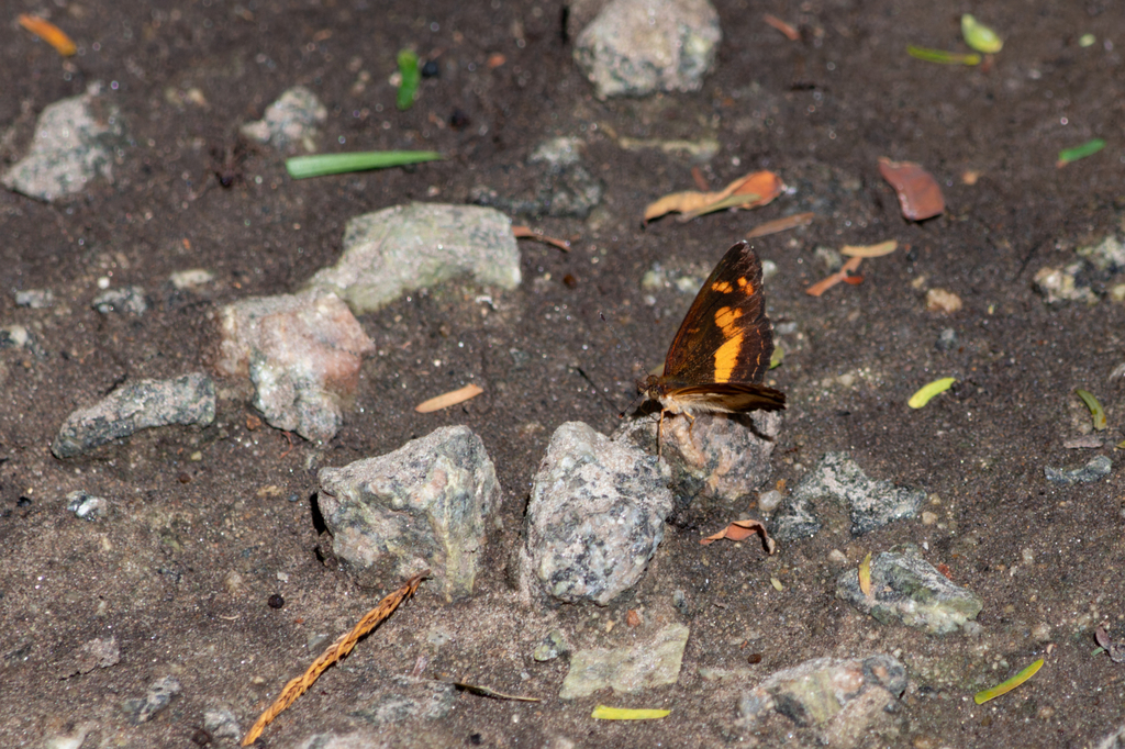 Telenassa teletusa from Pesqueiro Cantareira, São Paulo - SP, Brasil on ...