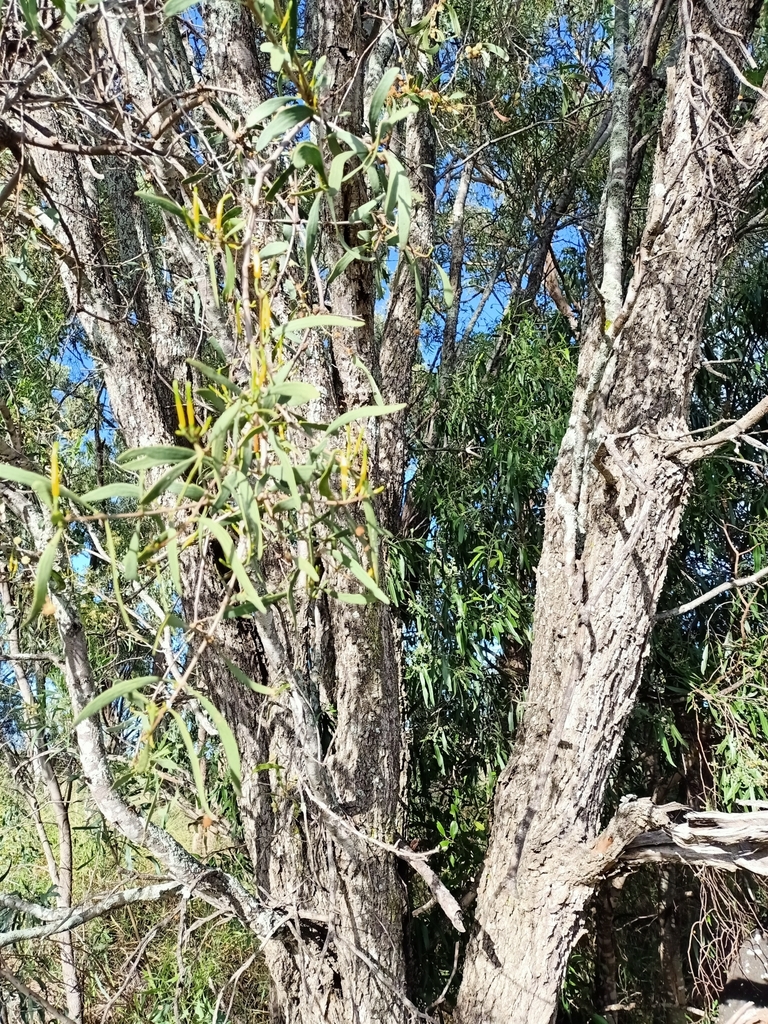 northern mistletoe from Wambo, AU-QL, AU on April 28, 2024 at 08:24 AM ...