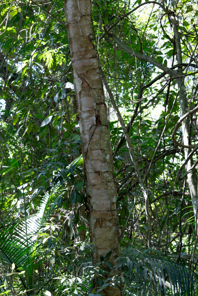 Piptadenia gonoacantha from Pesqueiro Cantareira, São Paulo - SP ...