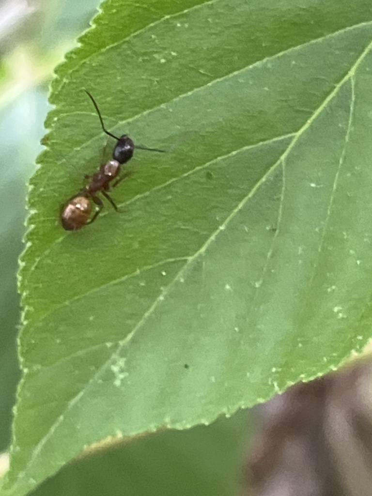 Ants from Lime Klin Loop Trail, Wildwood, MO, US on April 27, 2024 at ...