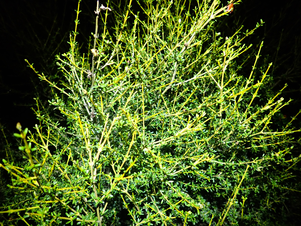Coastal tree daisy from Karori, Wellington, Nouvelle-Zélande on April ...