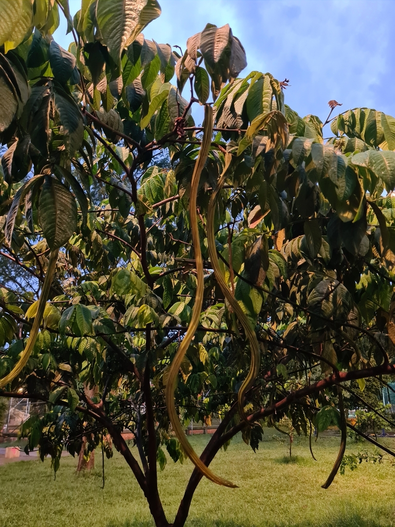 Ice-cream-bean (Inga edulis) - Botanical Realm