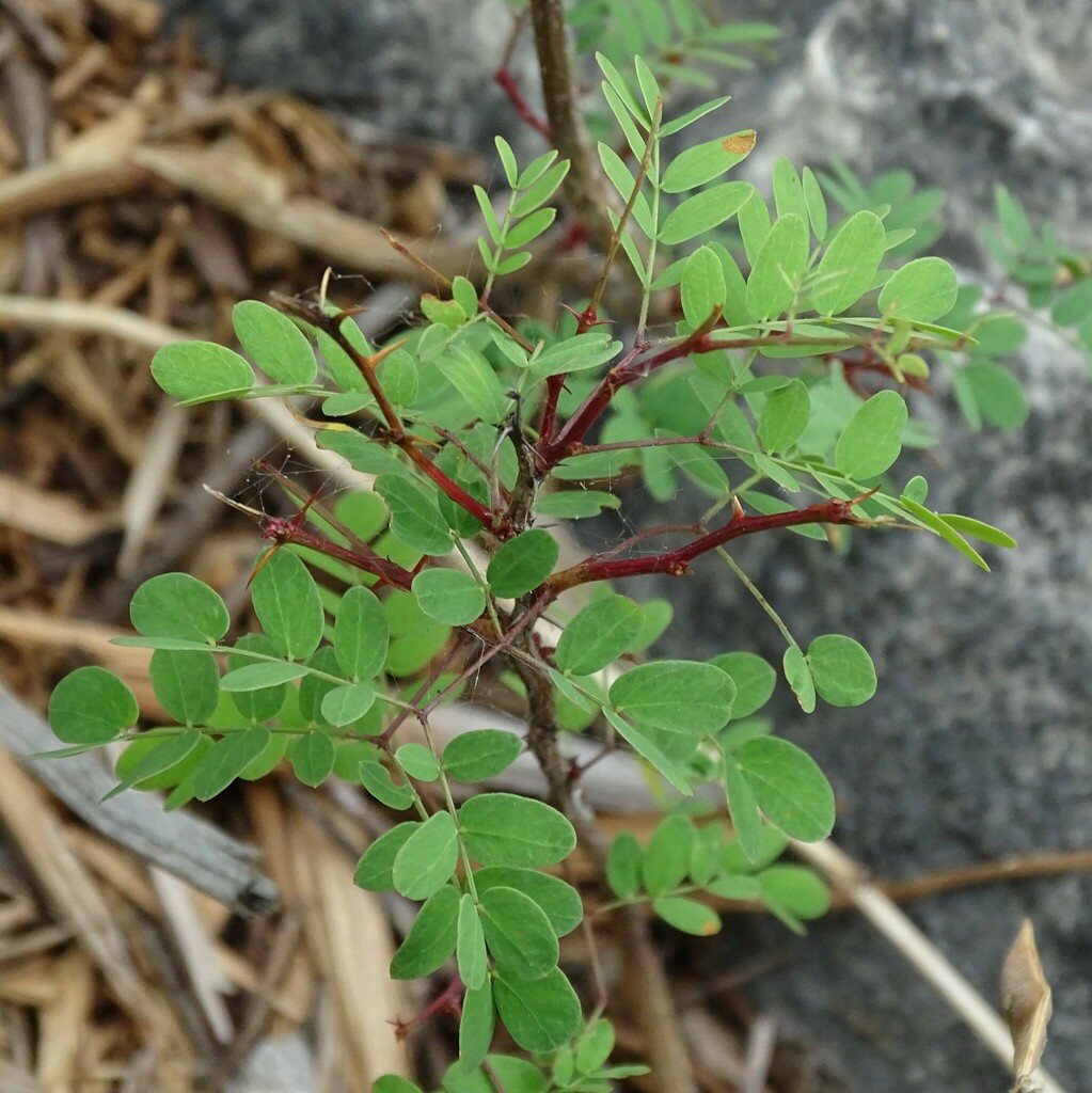 Roundflower Catclaw from Comal, Texas, United States on April 27, 2024 ...