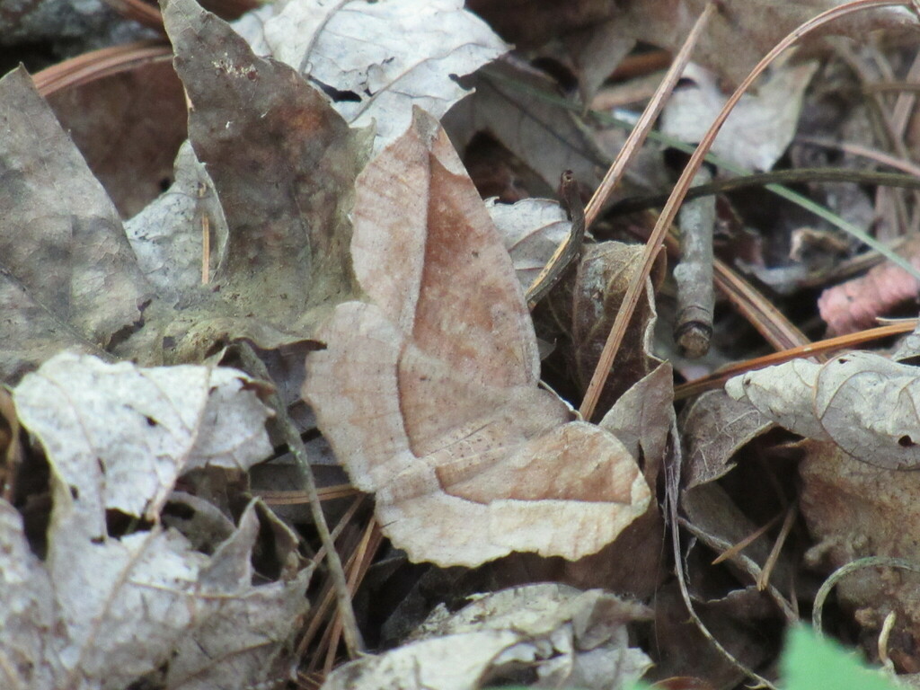 Curved-toothed Geometer Moth from Bellbrook, Greene County, OH, USA on ...