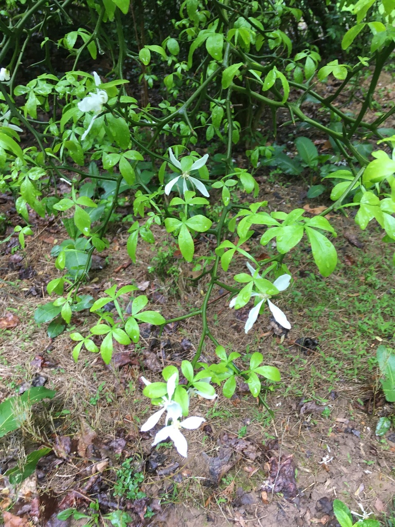 trifoliate orange from Boyds, MD 20841, USA on April 27, 2024 at 04:19 ...