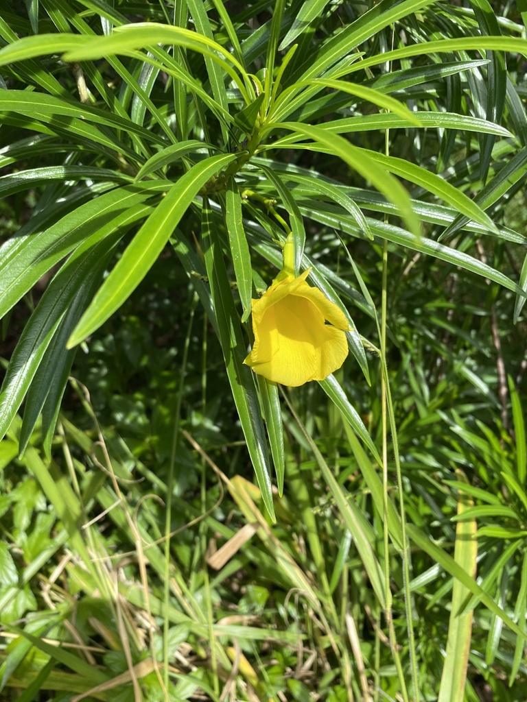 Be-still tree from Underwood Rd, Priestdale, QLD, AU on April 28, 2024 ...