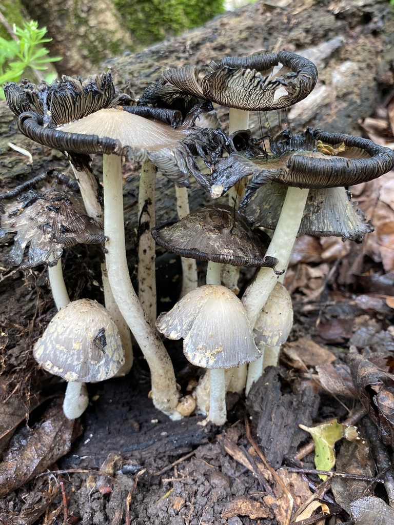 scaly ink cap in April 2024 by Jim Oehmke · iNaturalist