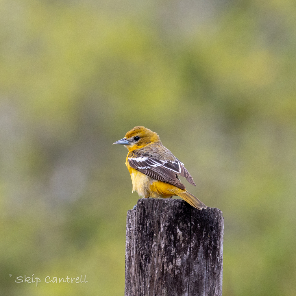 Baltimore Oriole from Padre Island, Corpus Christi, TX, USA on April 23 ...