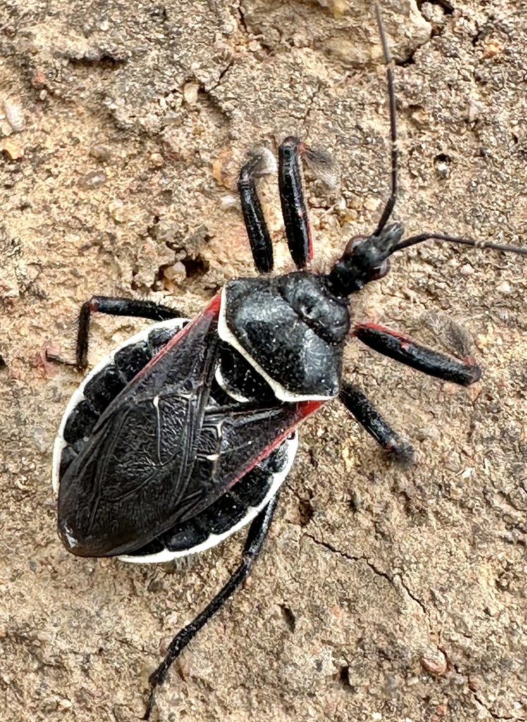 California Bee Assassin from Mission Trails Regional Park, San Diego ...
