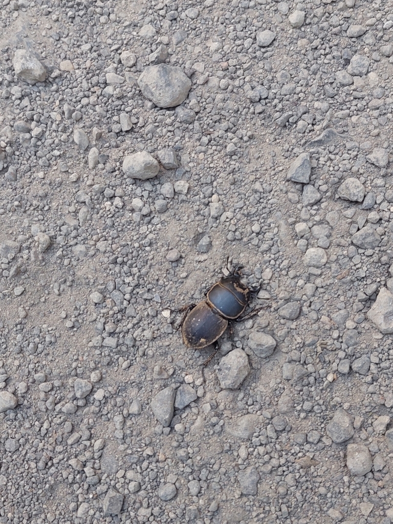 Lucaninae from Concepción, Bío Bío, Chile on December 12, 2022 by b ...