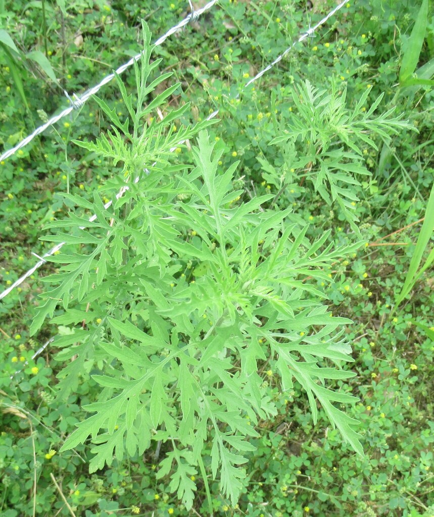 western ragweed from Hwy 77, Milam County, TX, USA on April 26, 2024 at ...
