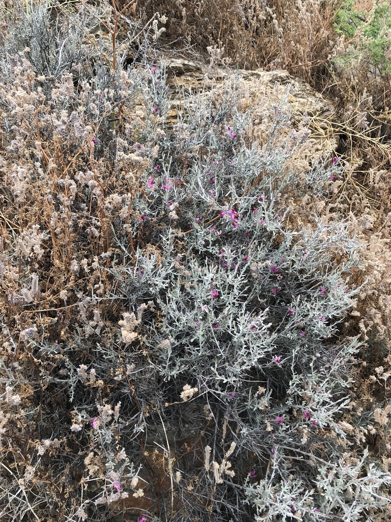 Rhatanies (Krameria) - Botanical Realm