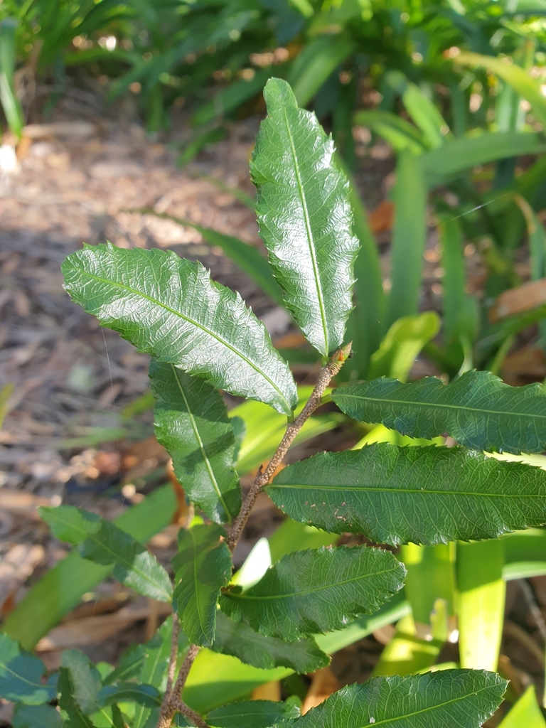 Small-leaved plane from Randwick NSW 2031, Australia on April 28, 2024 ...
