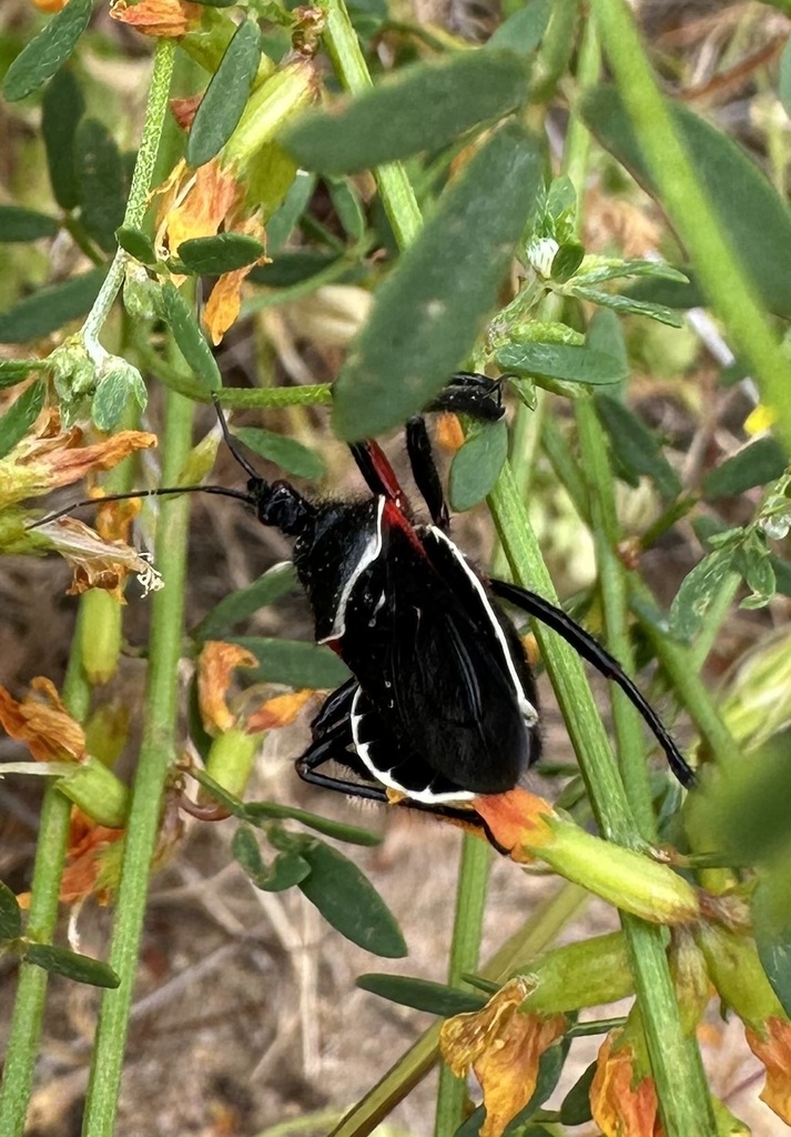 California Bee Assassin from Mission Trails Regional Park, San Diego ...