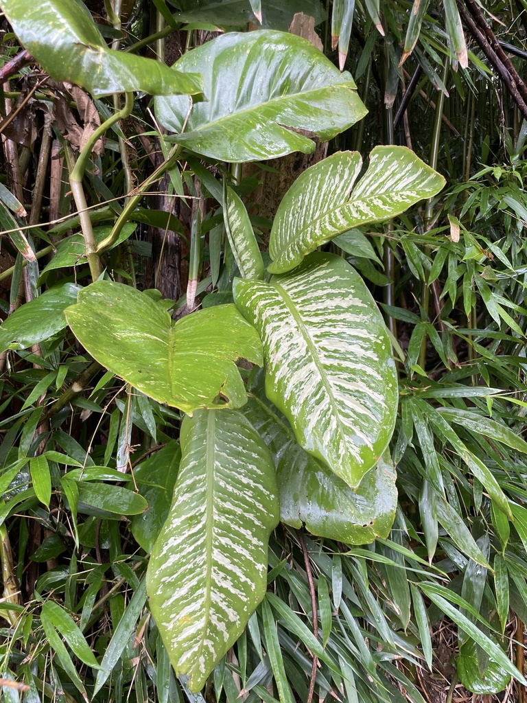 tuftroot from Oʻahu, Honolulu, HI, US on April 27, 2024 at 12:37 PM by ...
