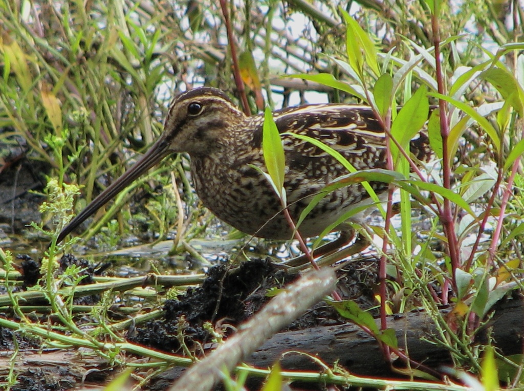 Noble Snipe in May 2007 by Juan Antonio Alonso de Juan · iNaturalist