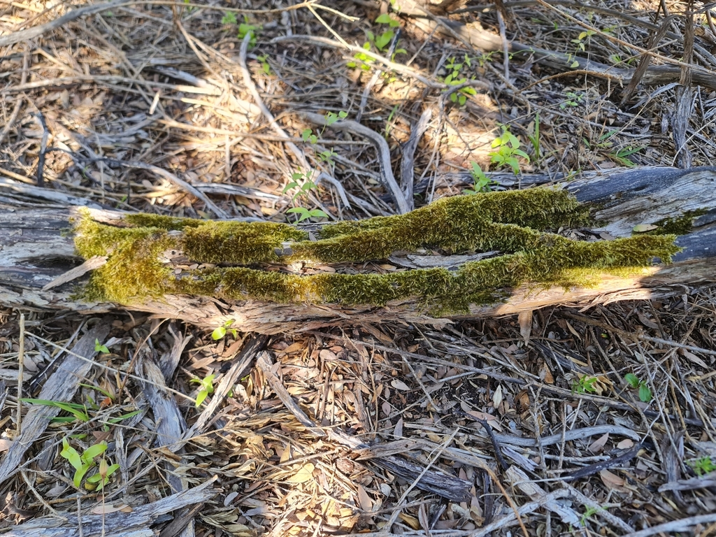 Bronze Moss from Blairgowrie VIC 3942, Australia on April 28, 2024 at ...