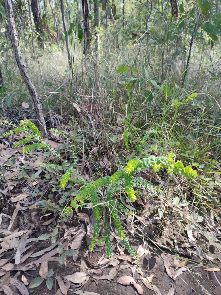 spiny bush-pea from Carnarvon, AU-QL-BH, AU-QL, AU on April 26, 2024 at ...