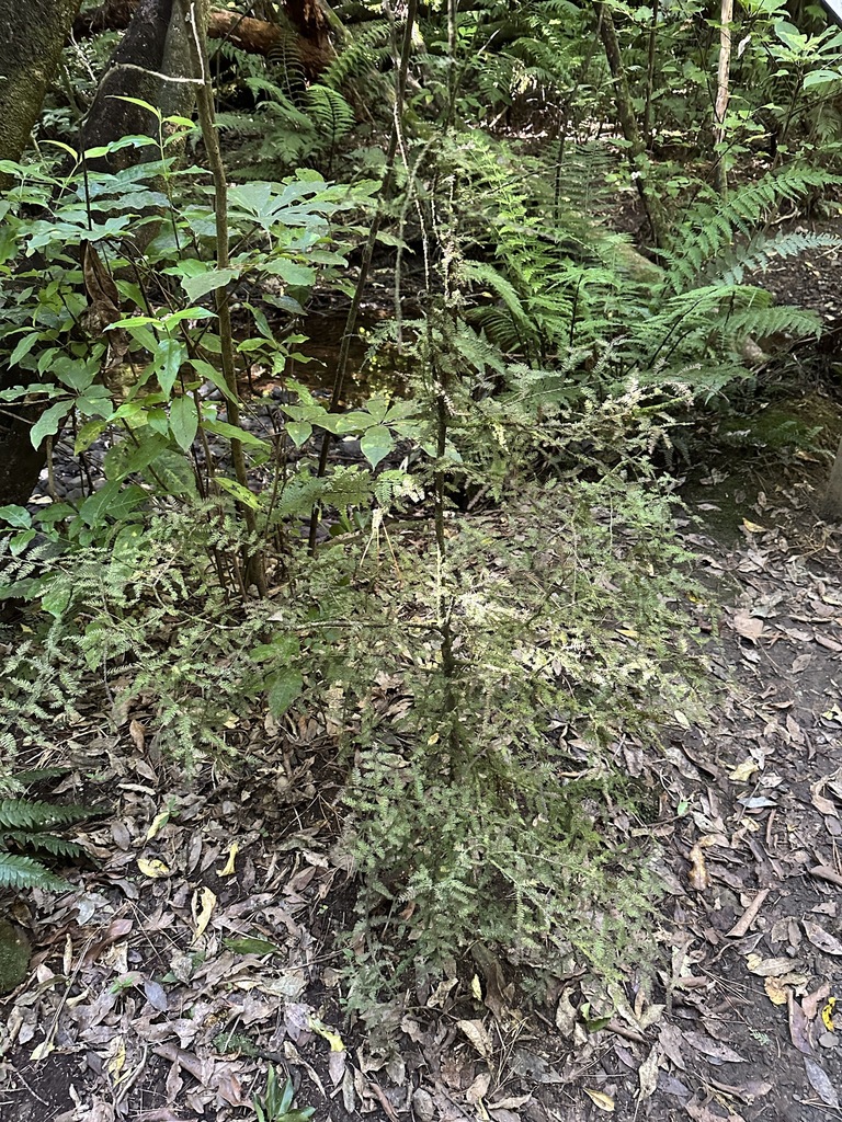 kahikatea in April 2024 by haymay · iNaturalist