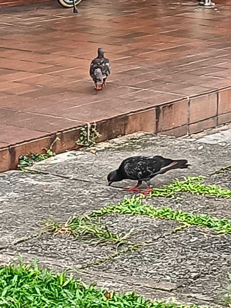 Feral Pigeon from Yishun, Singapore on April 28, 2024 at 08:25 AM by ...