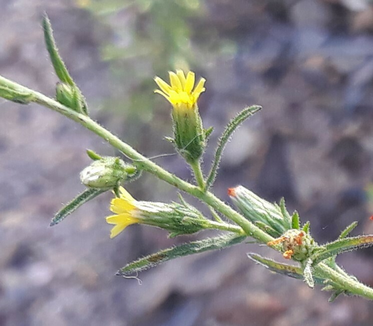 Stinkwort from Glen Alice NSW 2849, Australia on April 8, 2024 at 04:32 ...