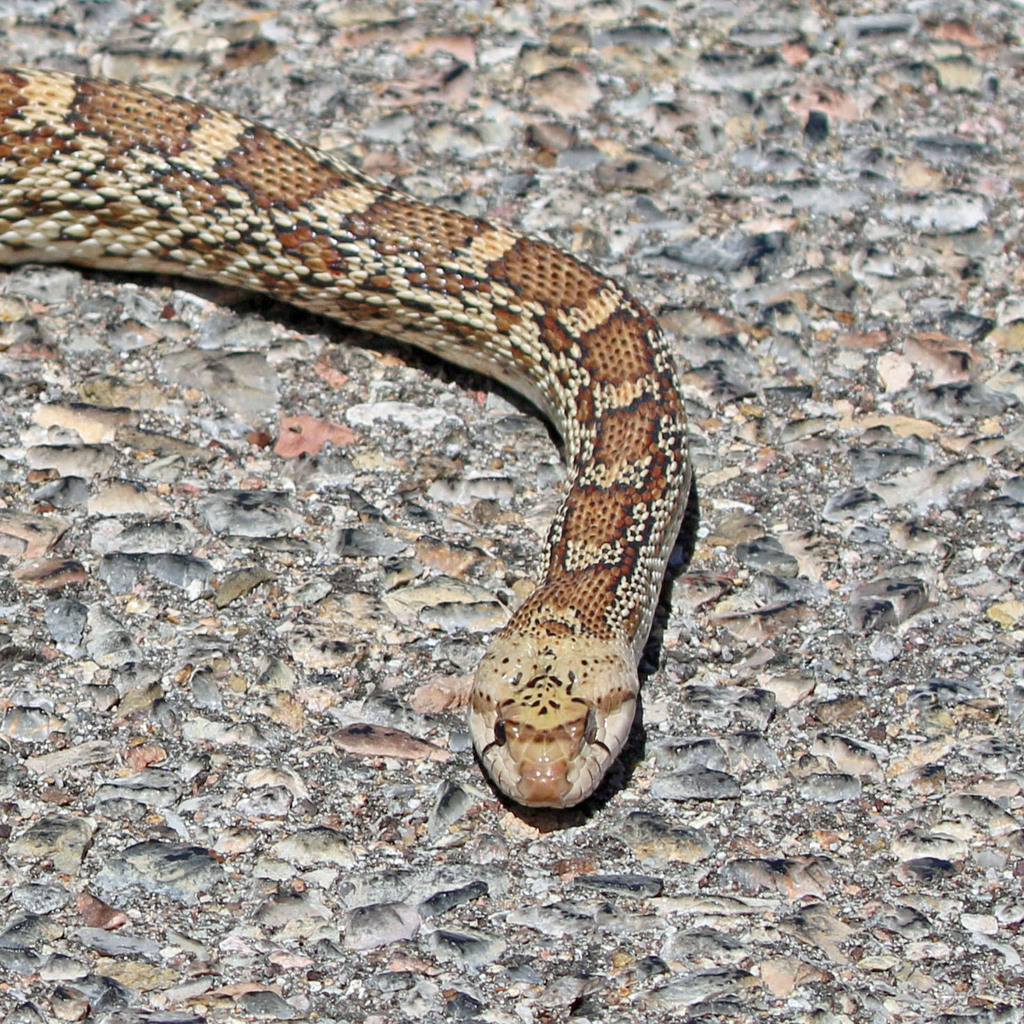 Gopher Snake from Pima County, AZ, USA on April 26, 2024 at 03:03 PM by ...