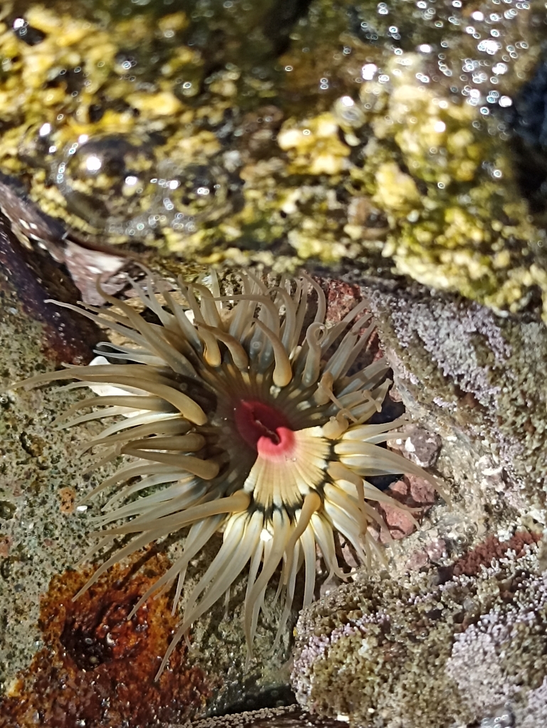 Actiniid Sea Anemones from 23882 B.C.S., México on April 26, 2024 at 10 ...