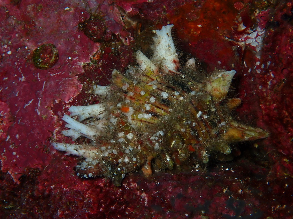 Hexaplex princeps from North Seymour Island, Ecuador on May 18, 2023 at ...