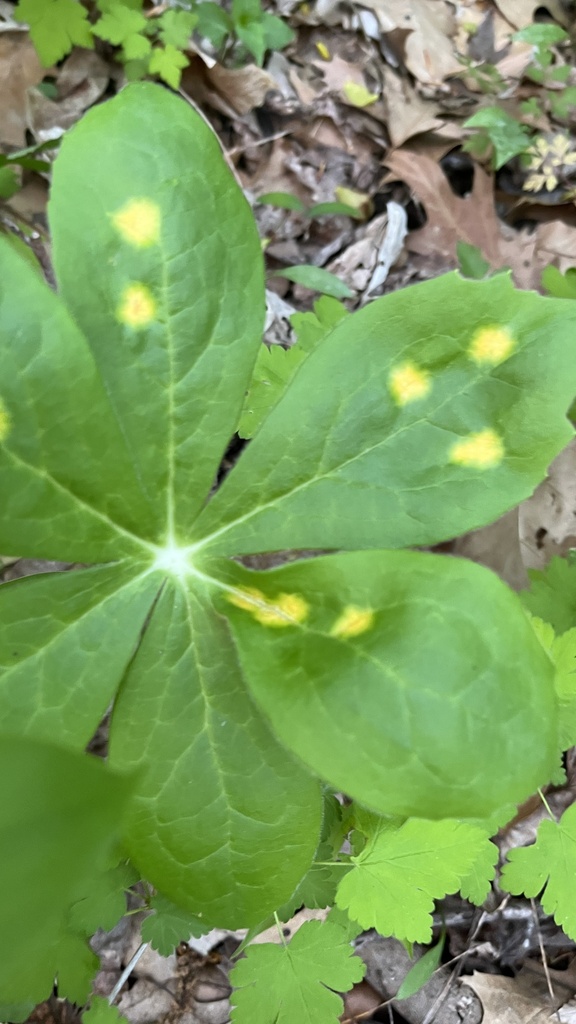 Mayapple Rust from Indiana Dunes National Park, Chesterton, IN, US on ...