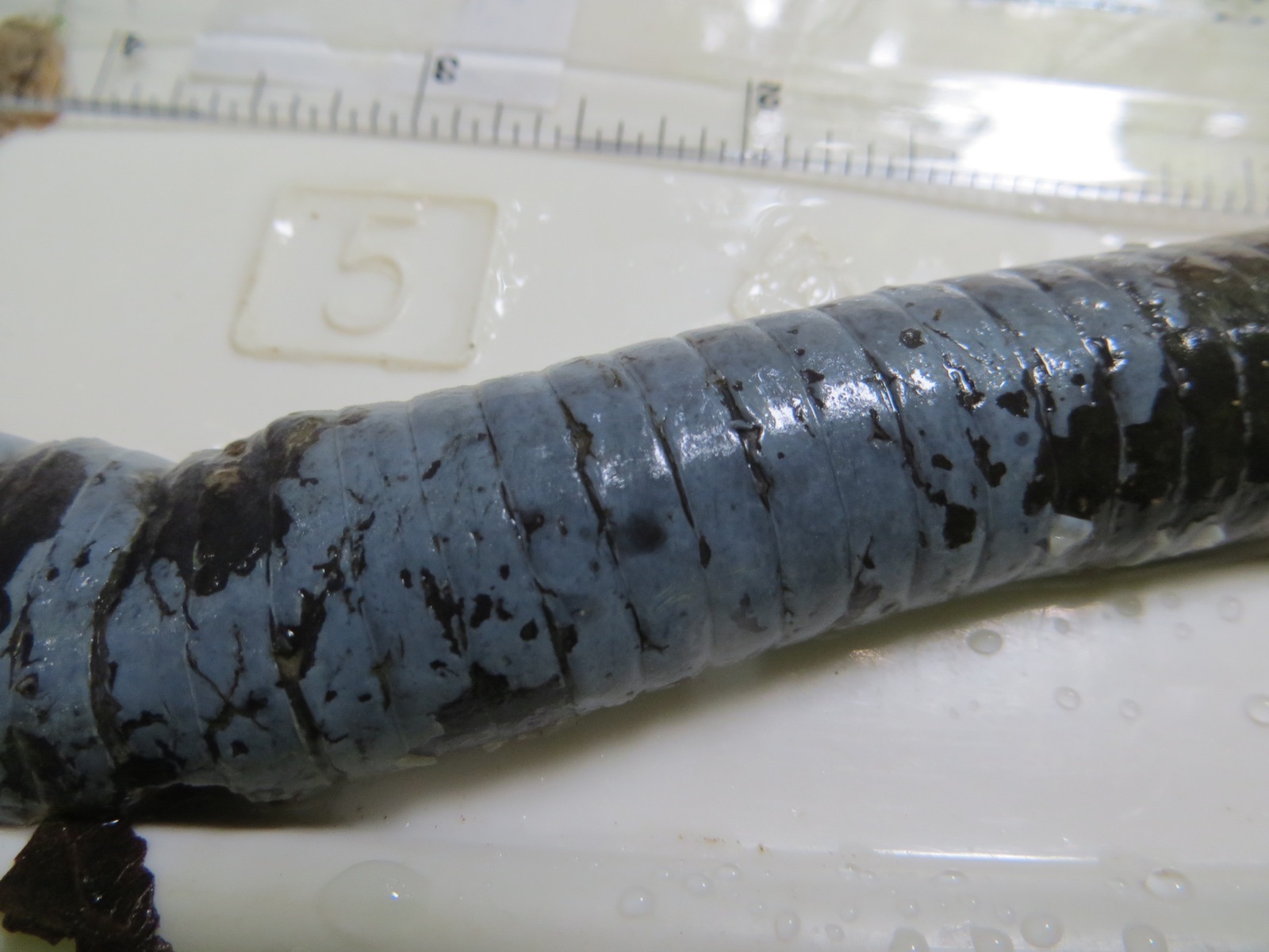 Dermophis gracilior Günther, 1902