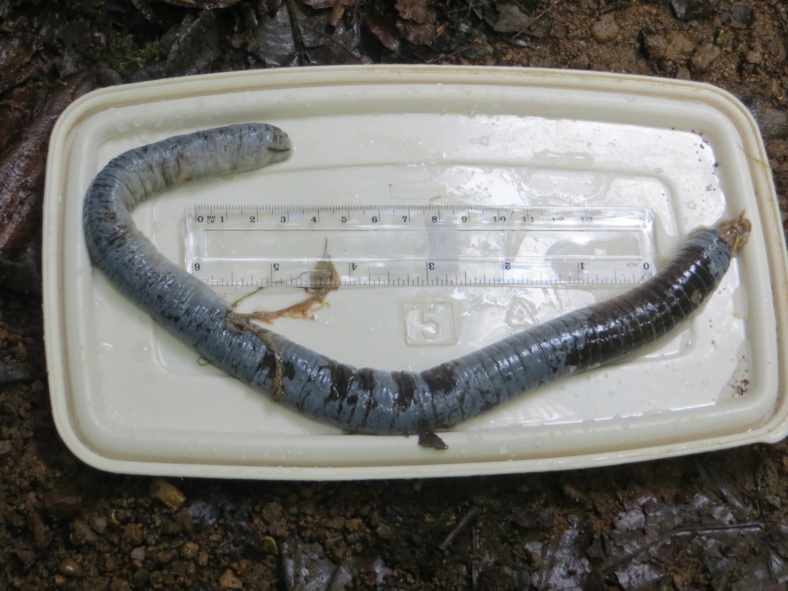 Dermophis gracilior Günther, 1902