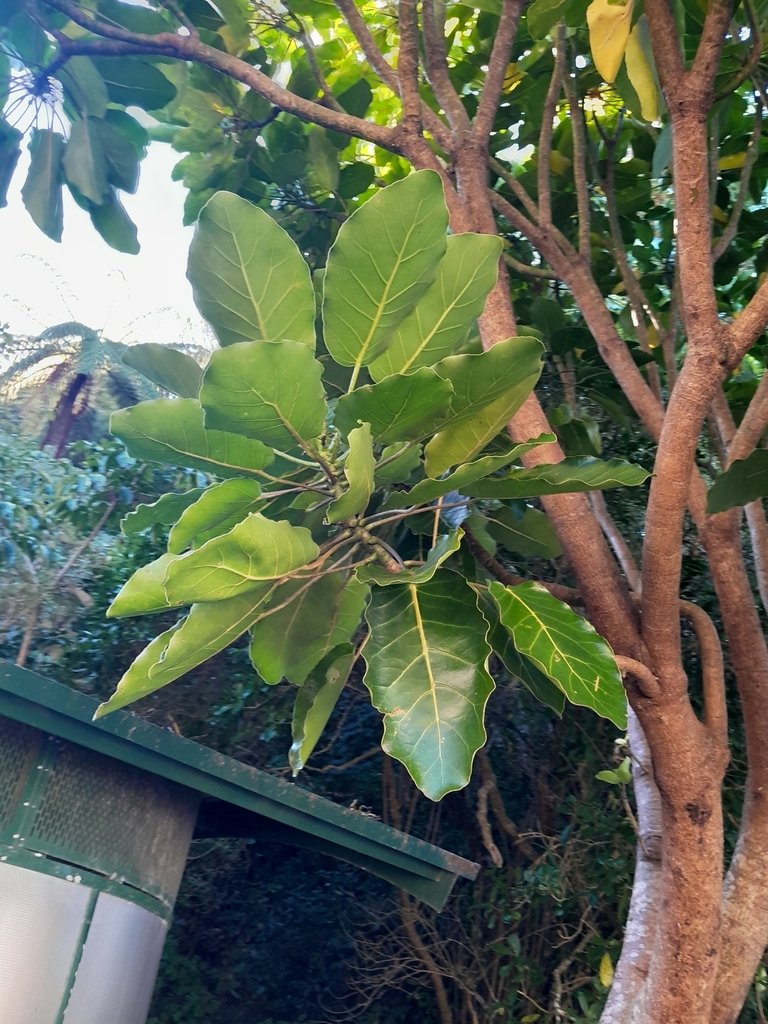 Pukanui from Wellington, NZ-WG, NZ on April 26, 2024 at 02:40 PM by ...