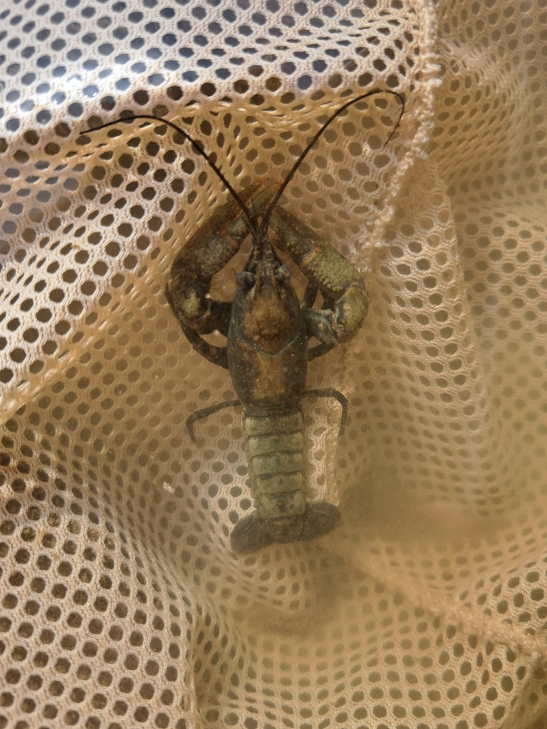 Northern Clearwater Crayfish from Hamilton, CA-ON, CA on April 26, 2024 ...