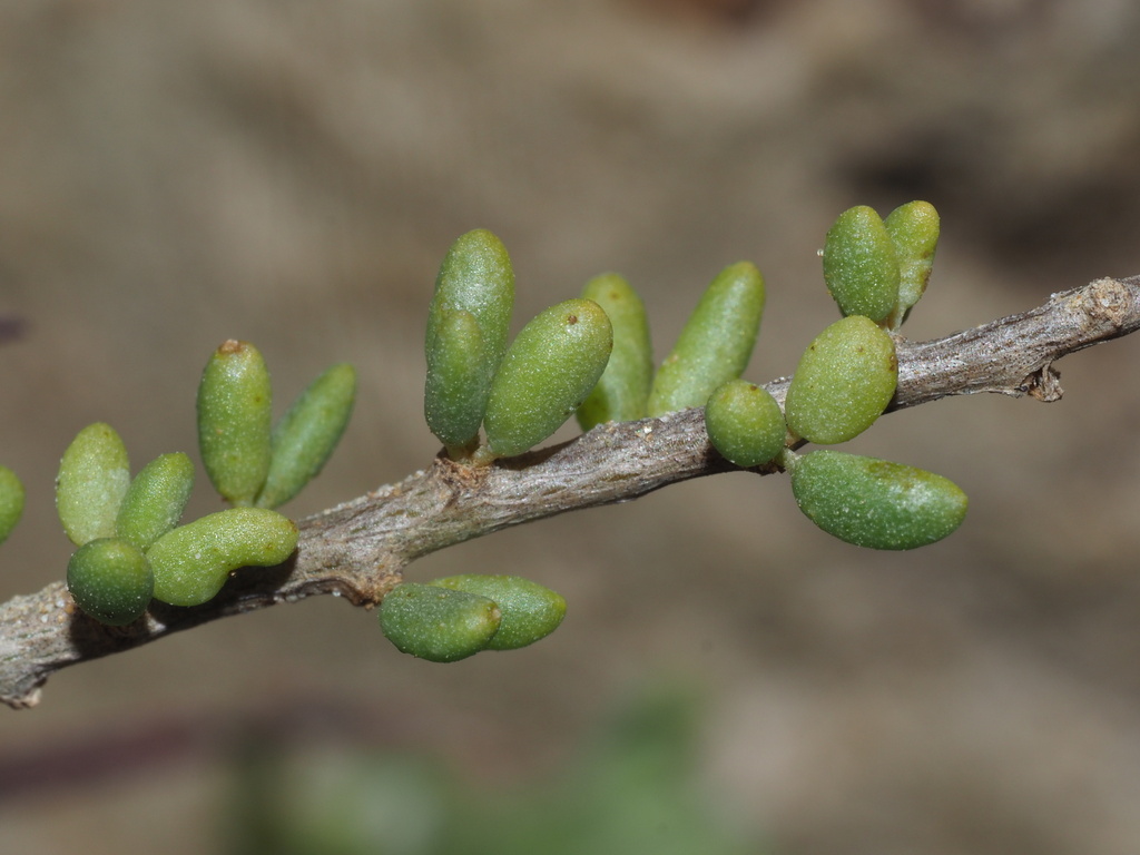 California boxthorn (Lycium californicum) - Botanical Realm
