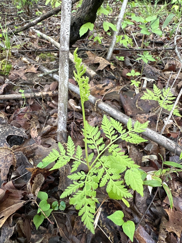 rattlesnake fern from Douglas County, US-MO, US on April 27, 2024 at 11 ...