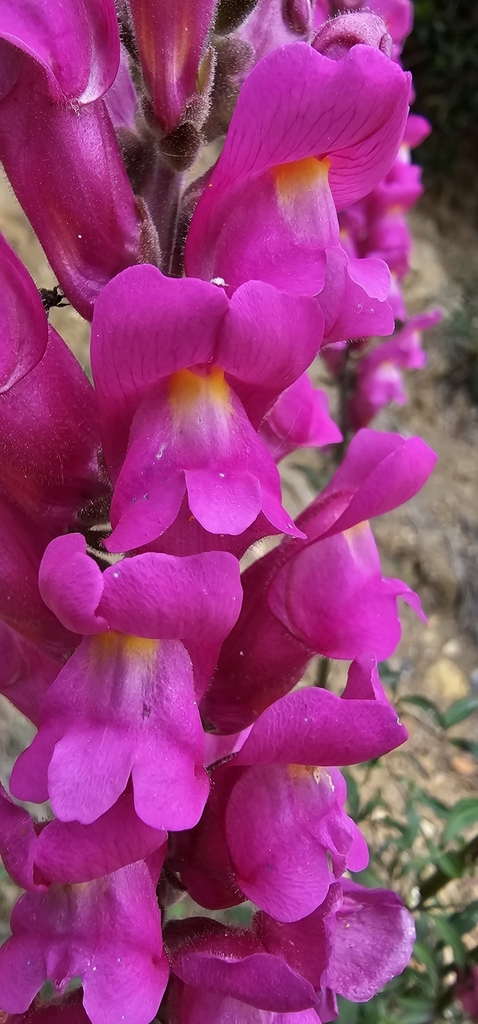 Snapdragon from Montbau, Horta-Guinardó, 08035 Barcelona, España on ...