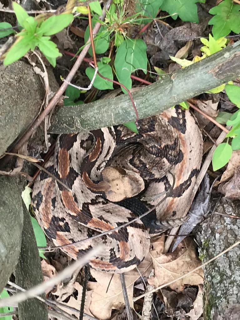 Timber Rattlesnake from Panola County, TX, USA on April 29, 2019 at 07: ...