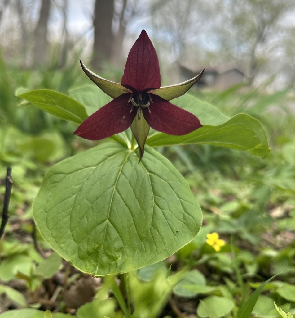 red trillium in April 2024 by Elizabeth Boettner · iNaturalist