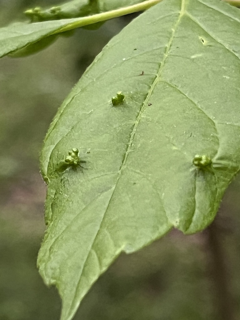 box elder pouch gall mite from Lime Klin Loop Trail, Wildwood, MO, US ...