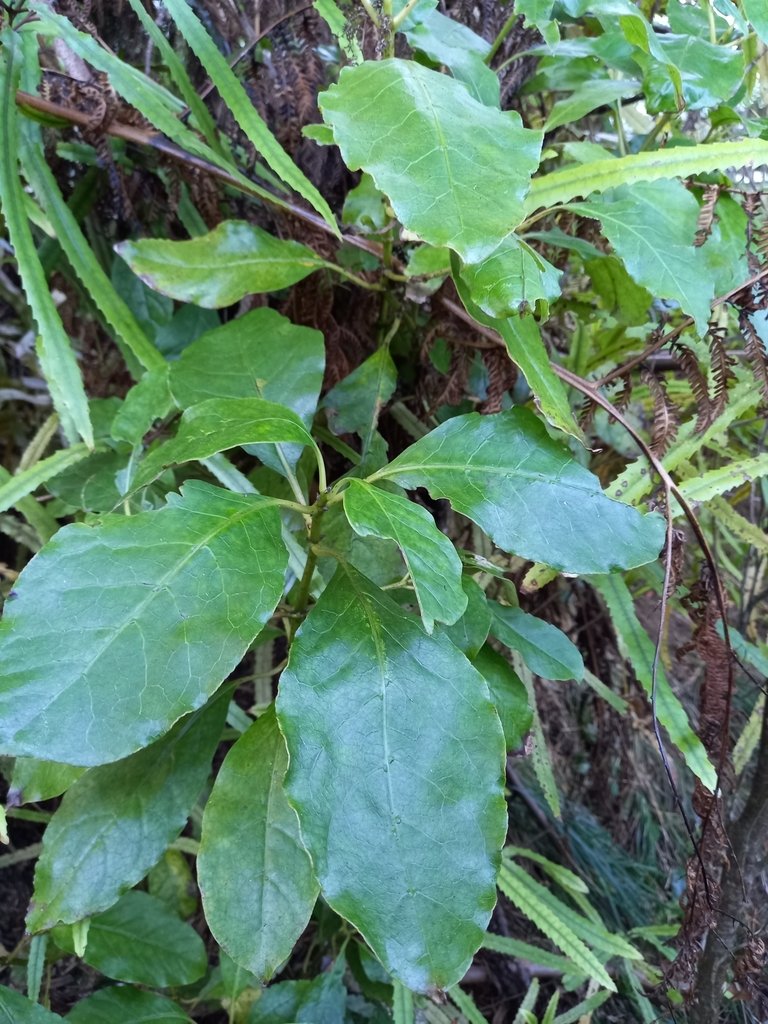Kanono from Ngaio, Wellington 6035, New Zealand on April 28, 2024 at 11 ...