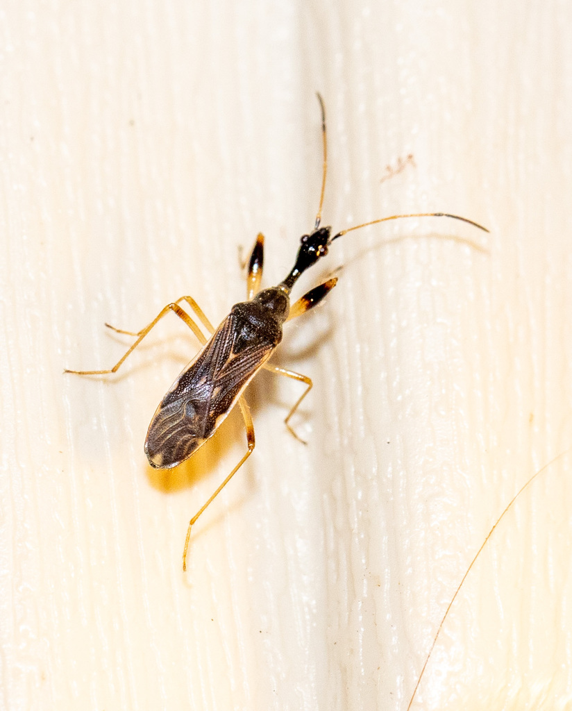 Long-necked Seed Bug from Centerville, OH, USA on April 27, 2024 at 09: ...
