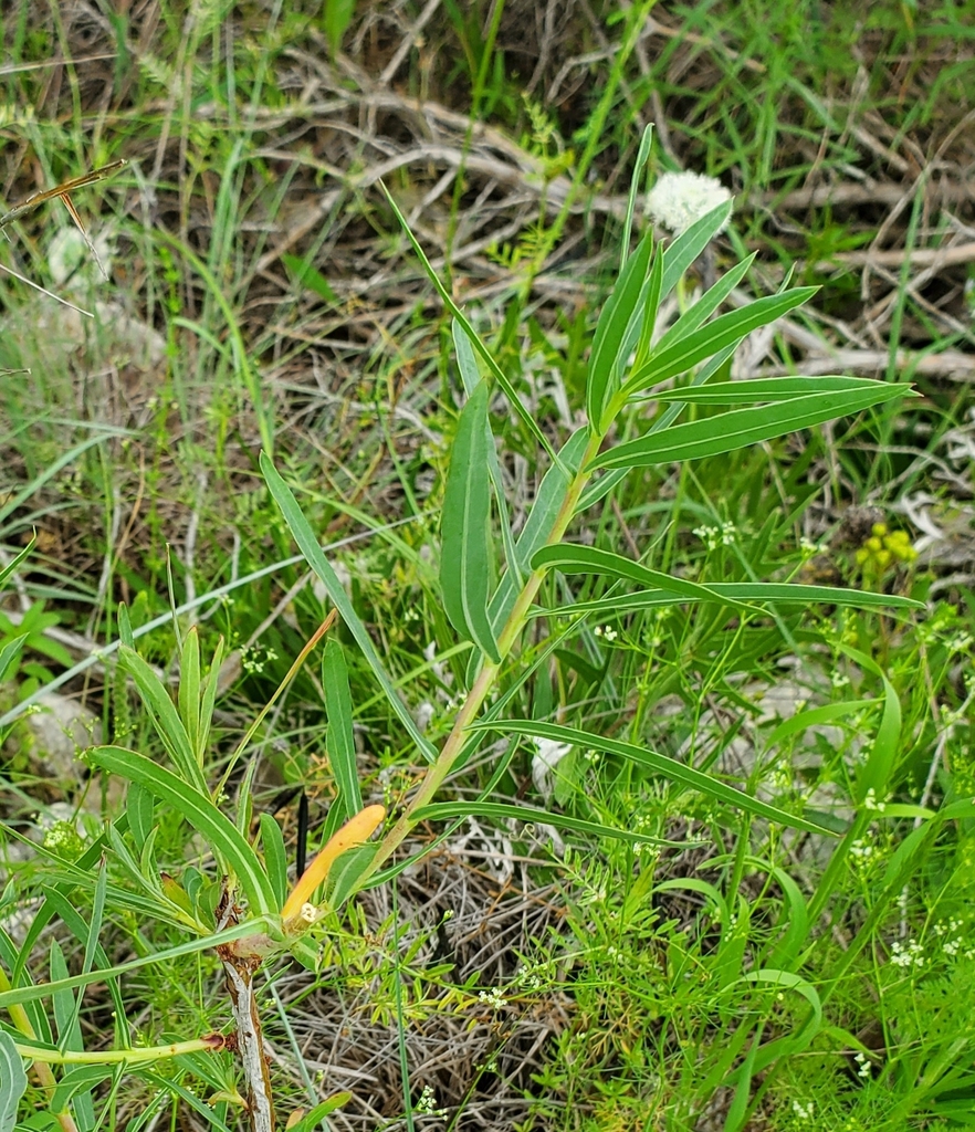 False Gaura from Aledo, TX 76008, USA on April 27, 2024 at 10:20 AM by ...