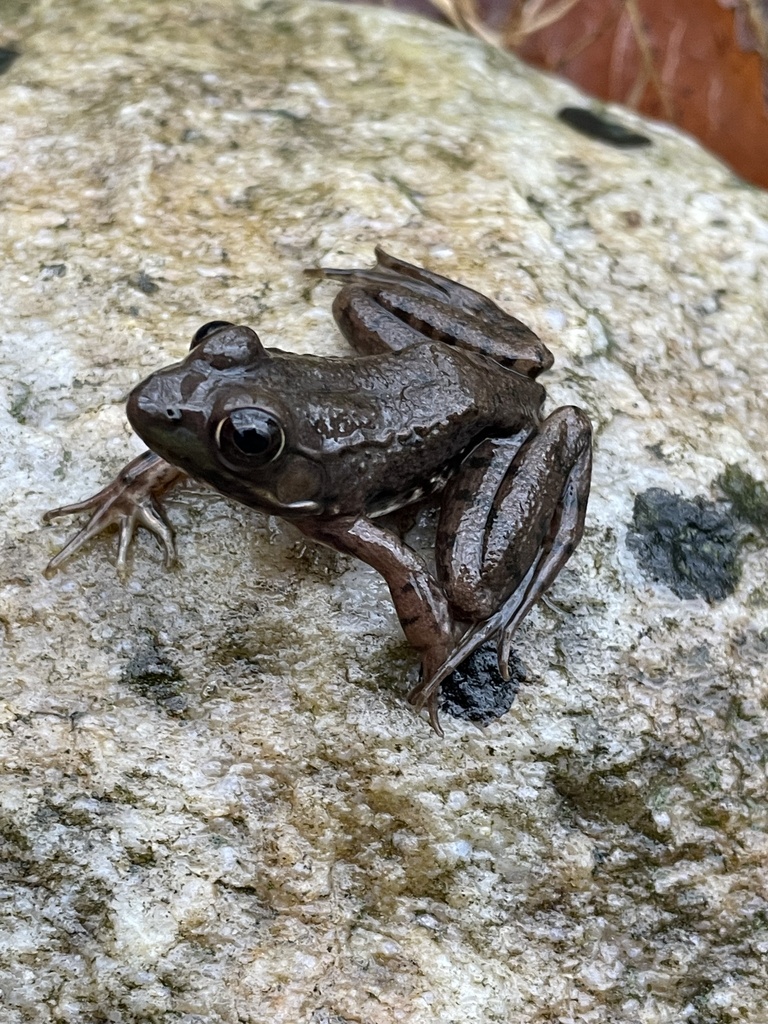 Green Frog from Catoctin Trail, Thurmont, MD, US on April 27, 2024 at ...