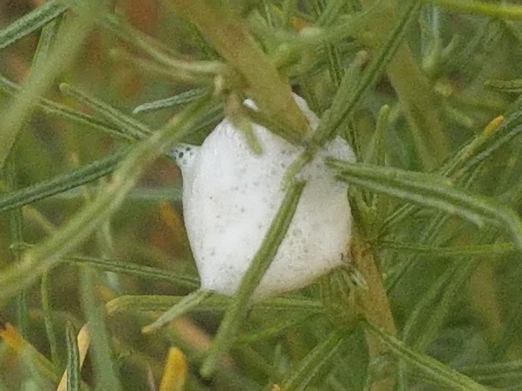 Spittlebugs and Froghoppers from 2704 La Honda Dr, Escondido, CA 92027 ...