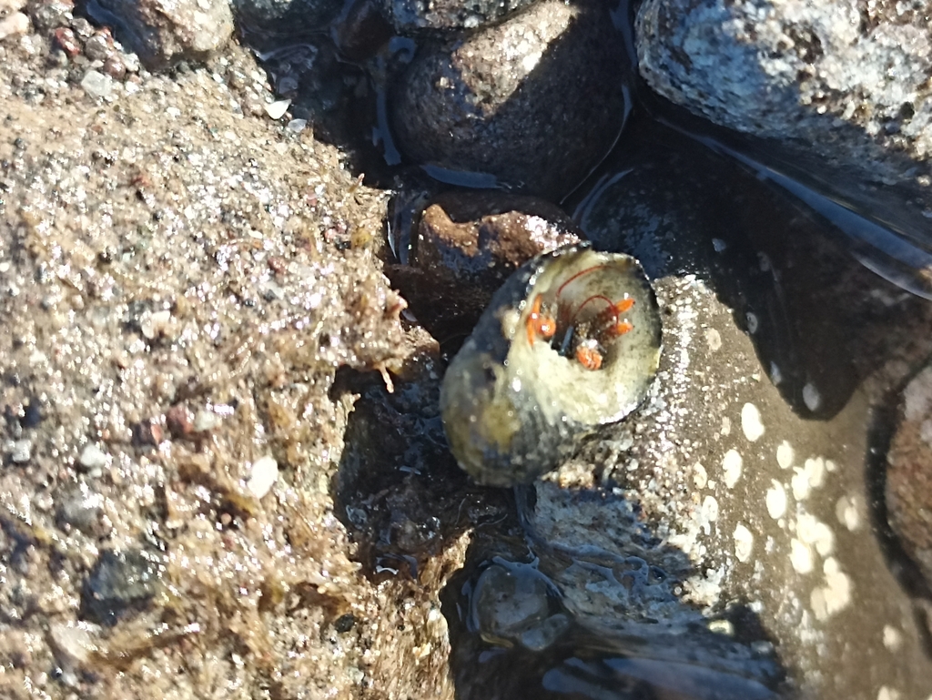 Blue-eyed Spotted Hermit Crab from 23882 B.C.S., México on April 27 ...