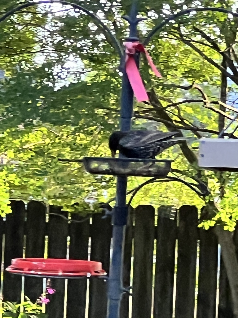 European Starling from Lancelot Dr, Baton Rouge, LA, US on April 27 ...