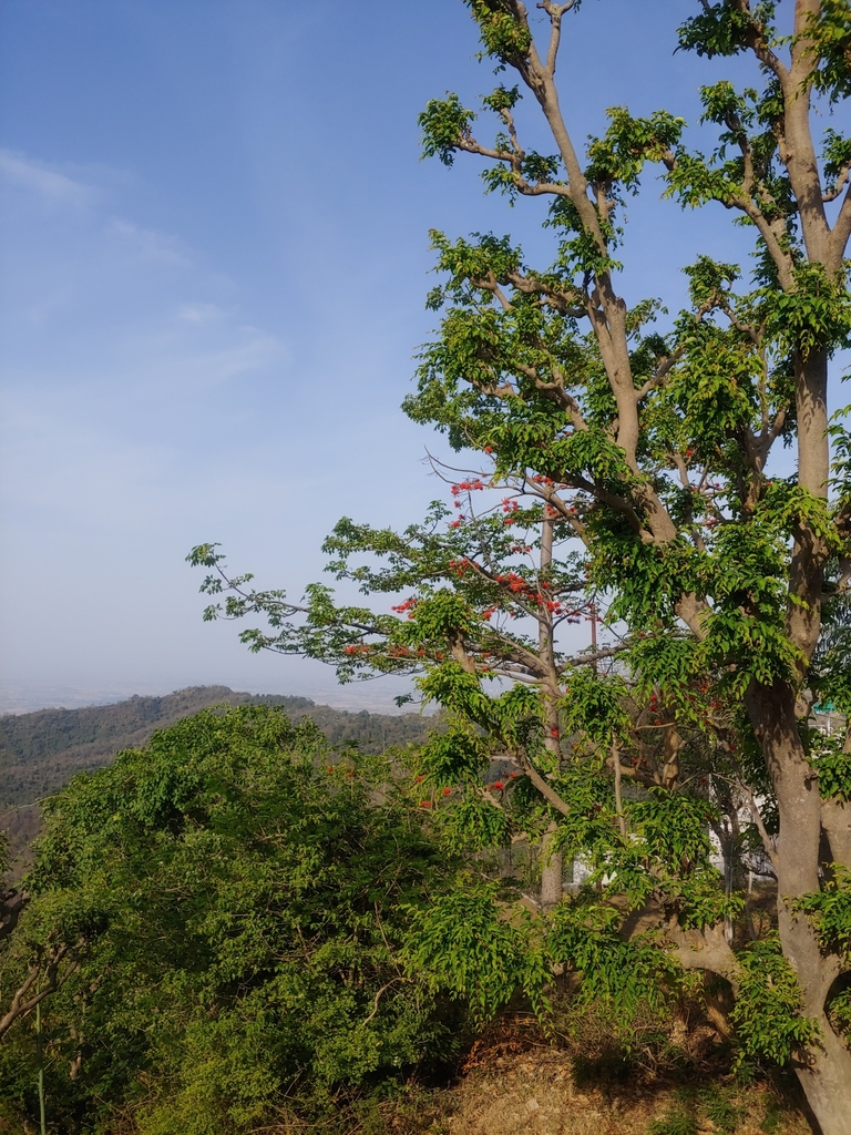 Indian coral tree from M4C6+V7, Bhoj Koti, Haryana 134205, India on ...